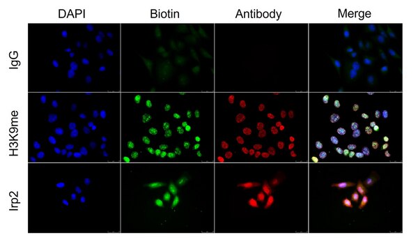 Protein A Turbo Proximity Biotinylation Enzyme Pat001 100ug